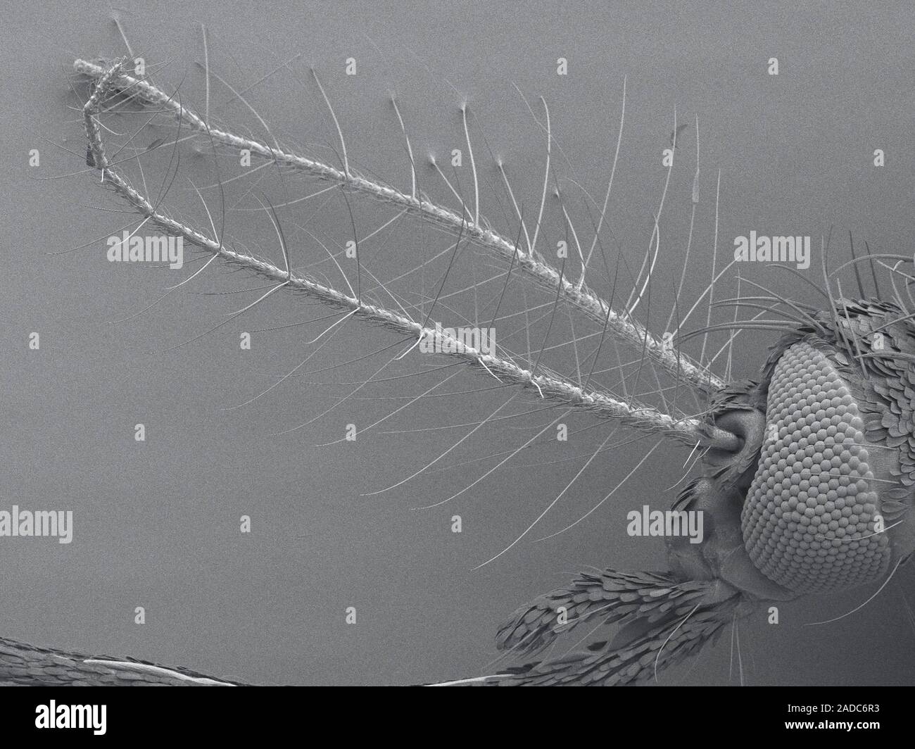 Scanning electron micrograph (SEM) of the antenna of a female Aedes ...