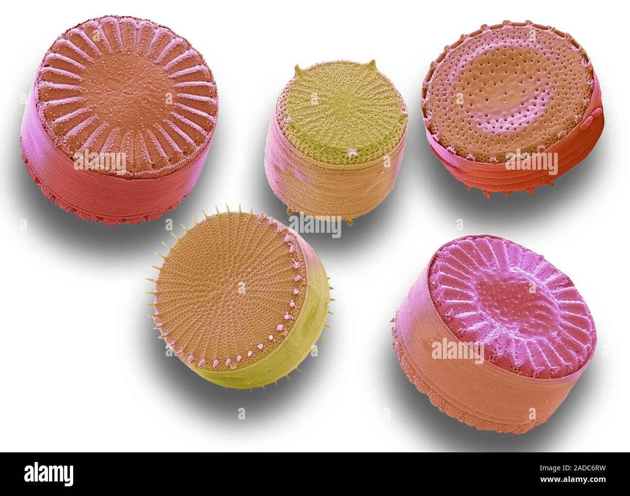 Diatoms. Coloured scanning electron micrograph (SEM) of fresh water ...