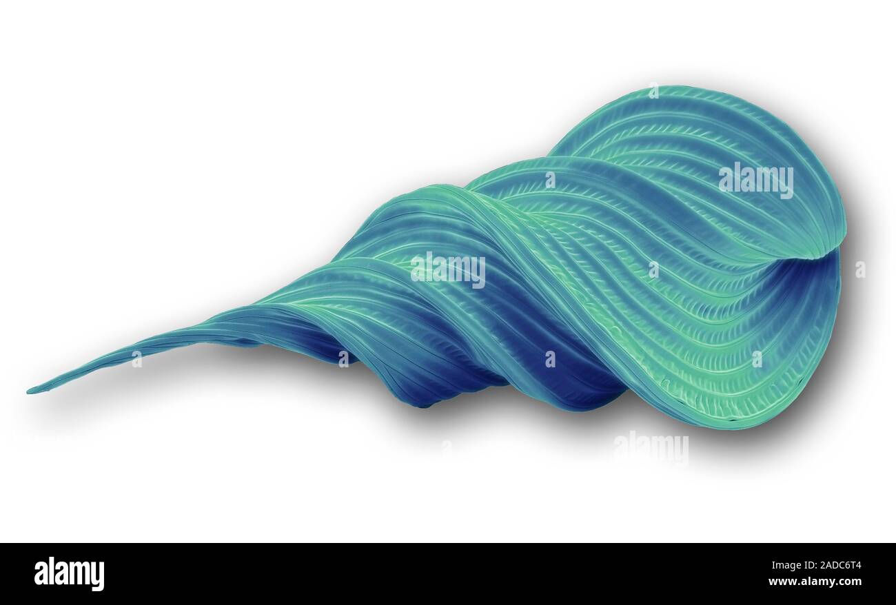 Phacus helikoides.Coloured scanning electron micrograph (SEM) of Phacus ...