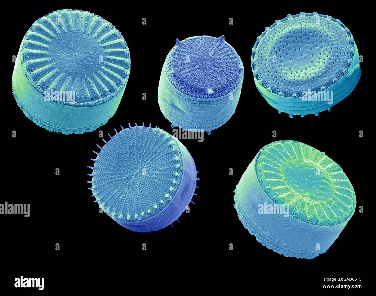 Diatoms. Coloured scanning electron micrograph (SEM) of fresh water ...