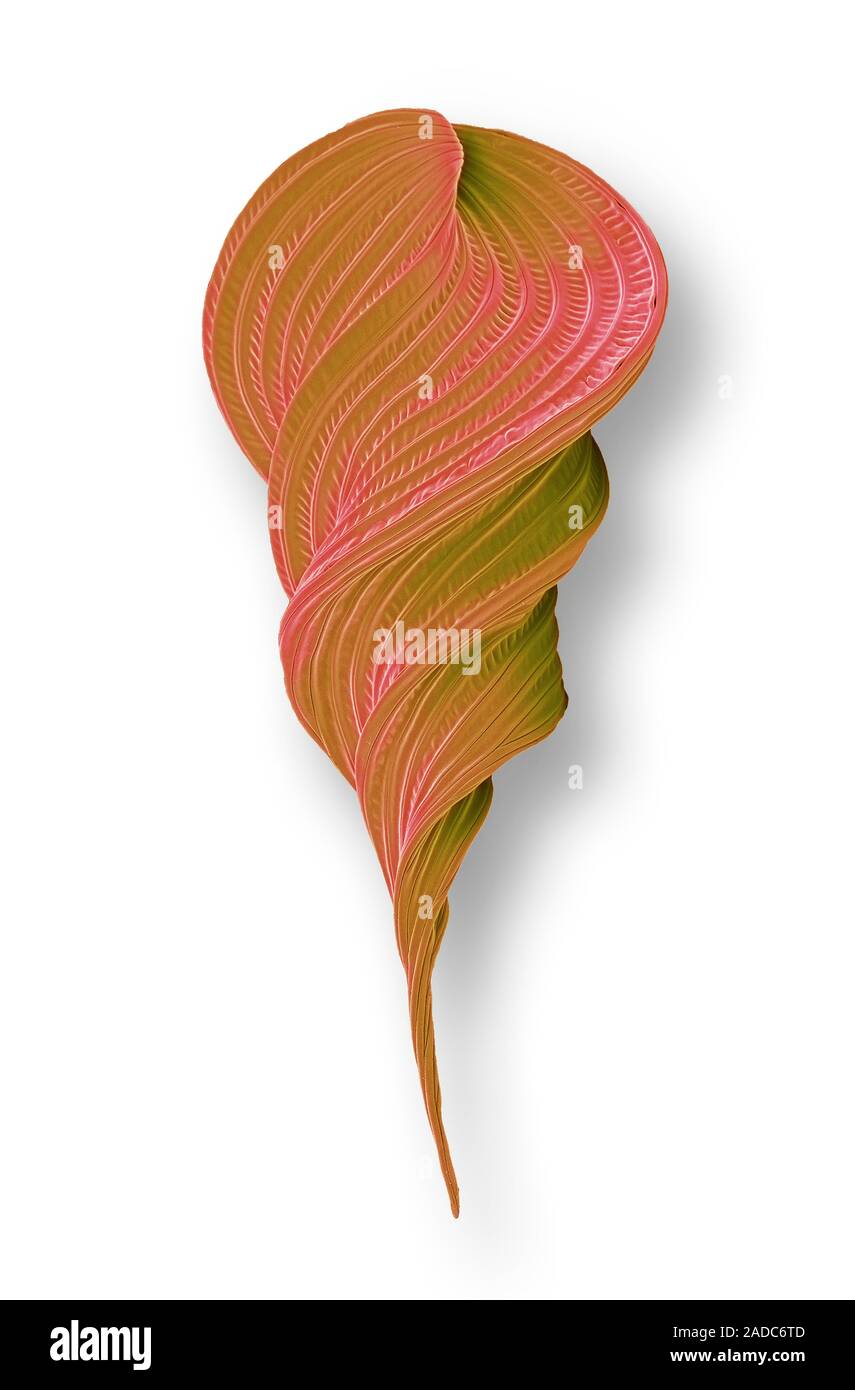 Phacus helikoides.Coloured scanning electron micrograph (SEM) of Phacus ...