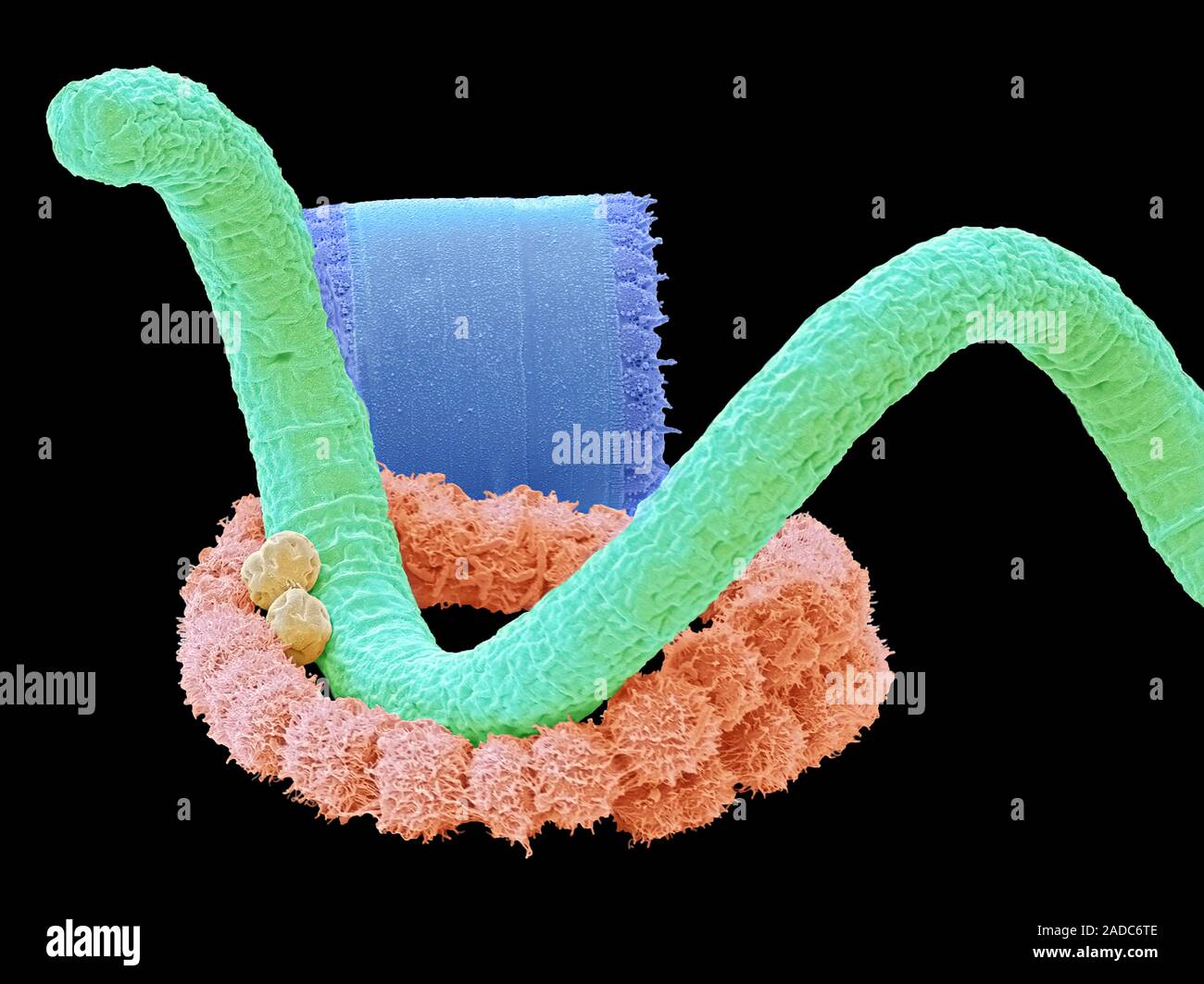 Algae. Scanning electron micrograph of a selection of algae from a lake ...