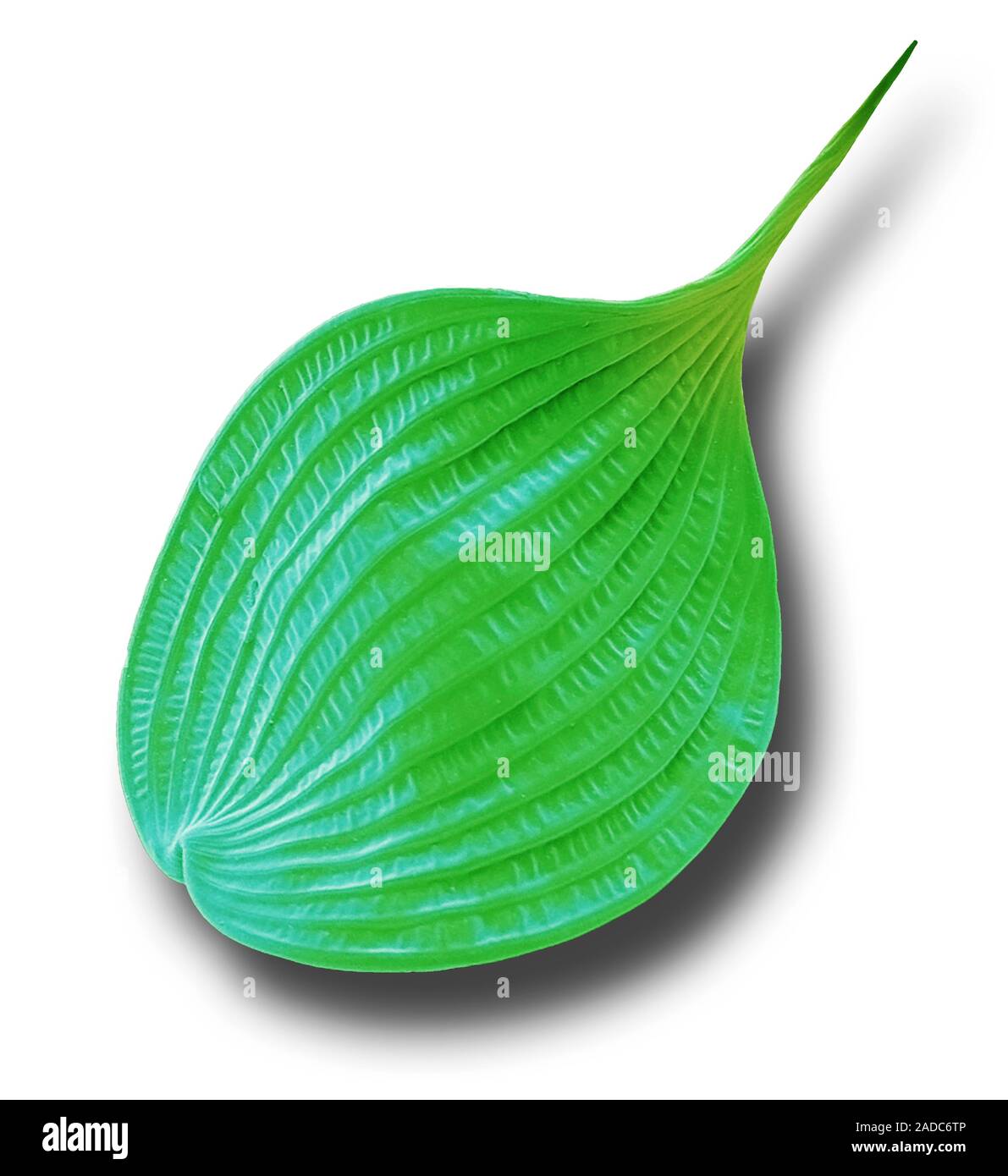 Phacus longicauda.Coloured scanning electron micrograph (SEM) of Phacus ...