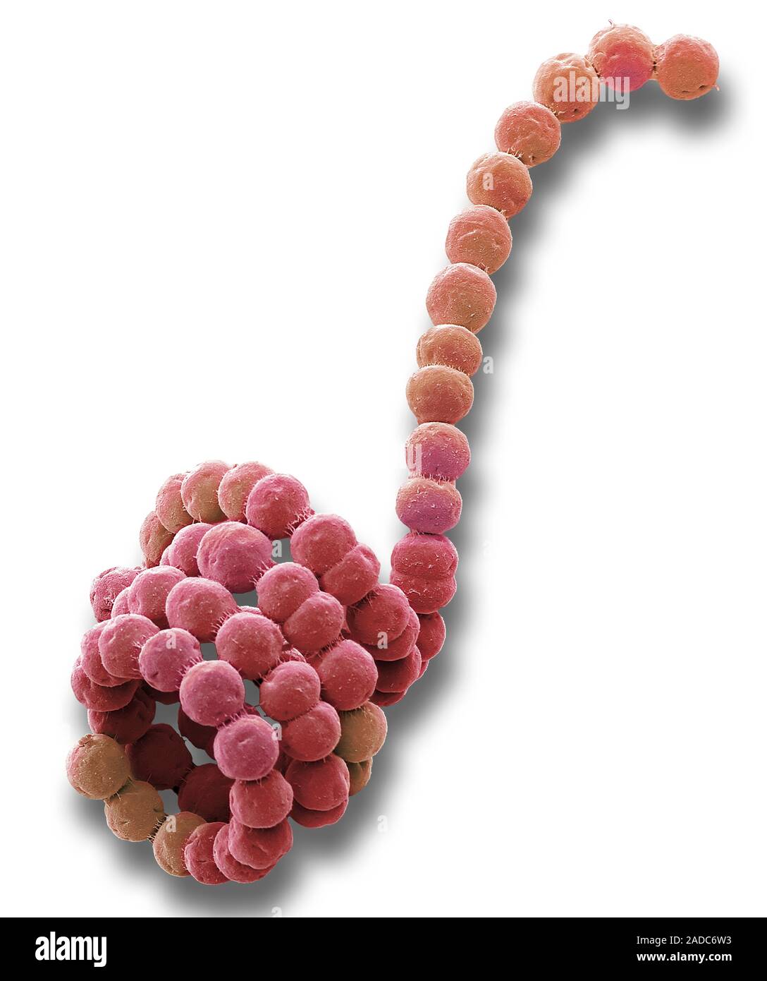 Anabaena Under Microscope Biology