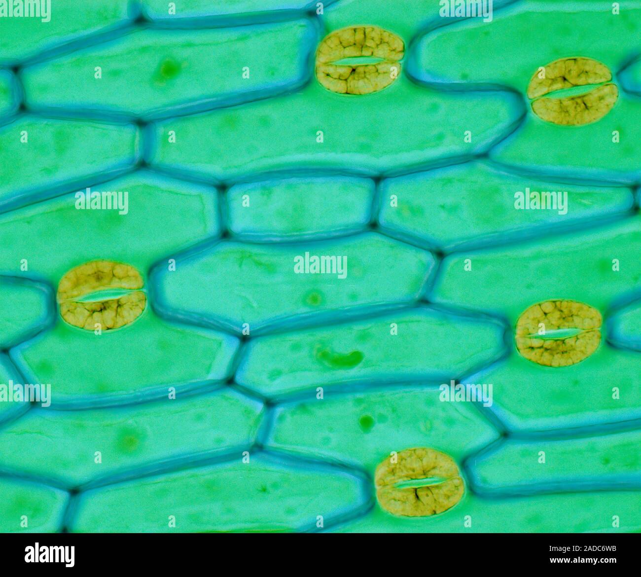 Plant stomata. Light micrograph (LM) of stomata on the surface of a ...