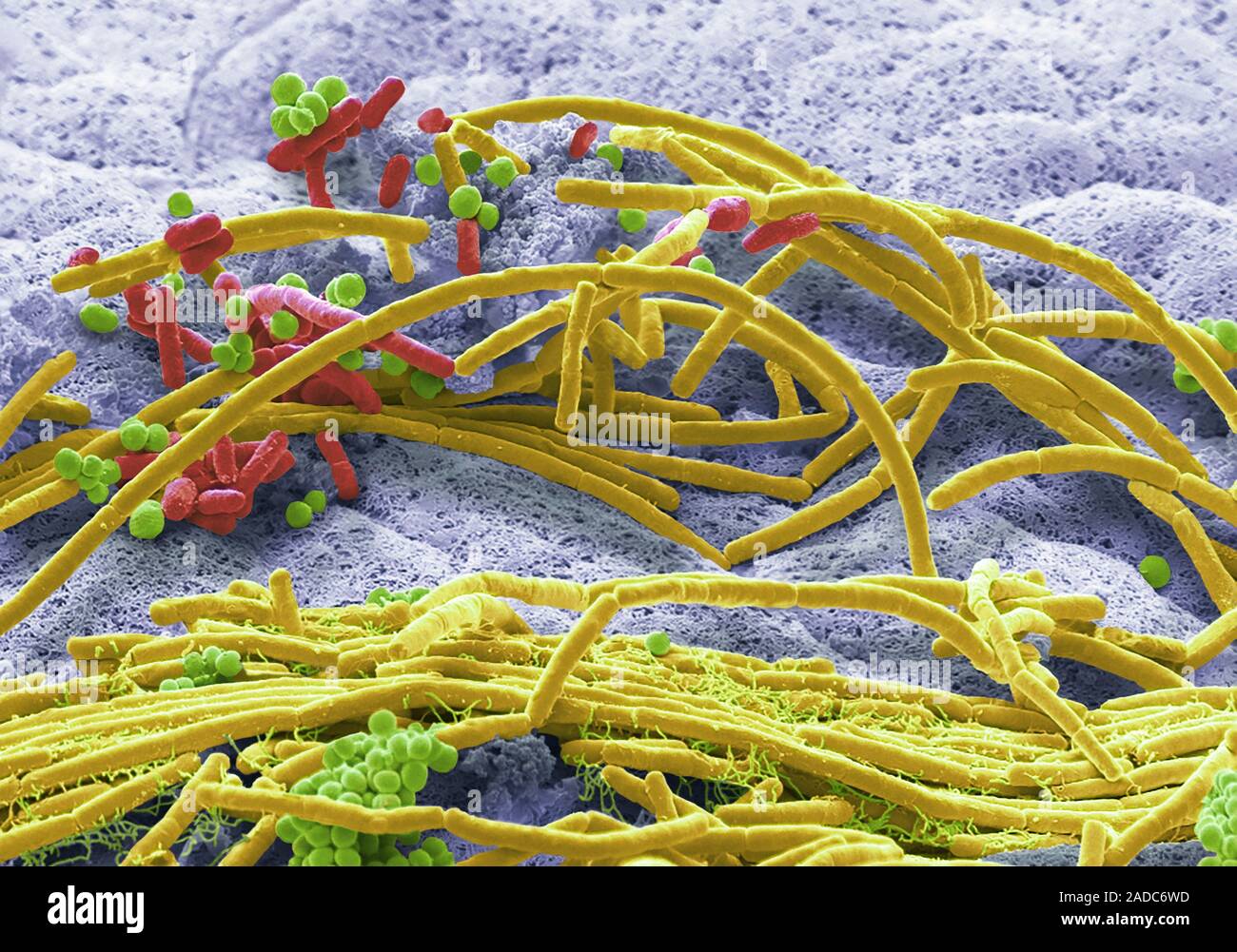 Microbiome. Coloured scanning electron micrograph (SEM) of bacteria ...