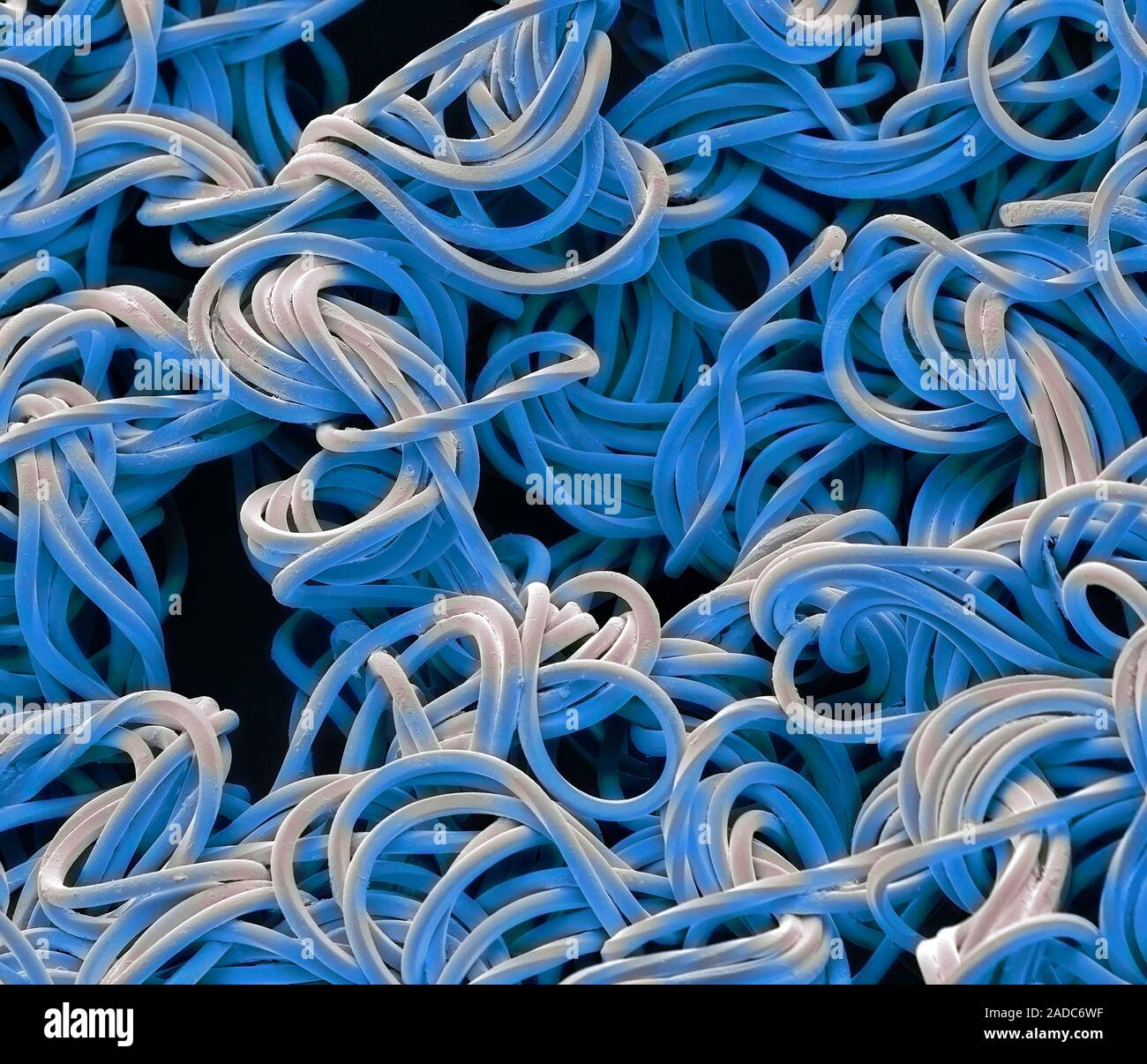 Nylon tights fibres. Coloured scanning electron micrograph (SEM) of the ...
