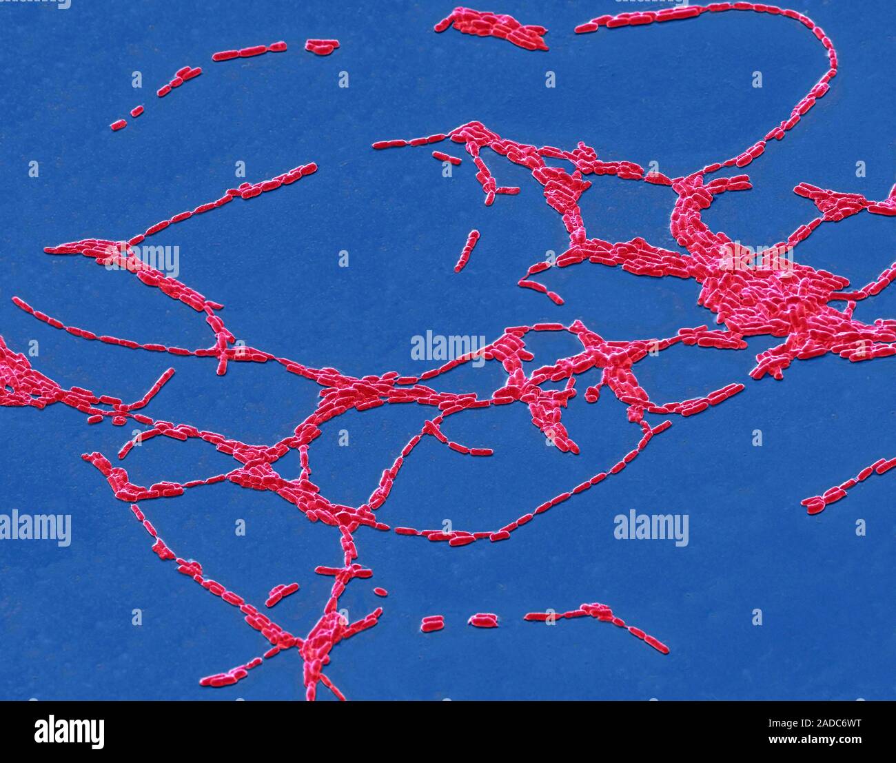 Bacillus cereus. Coloured scanning electron micrograph (SEM) of ...