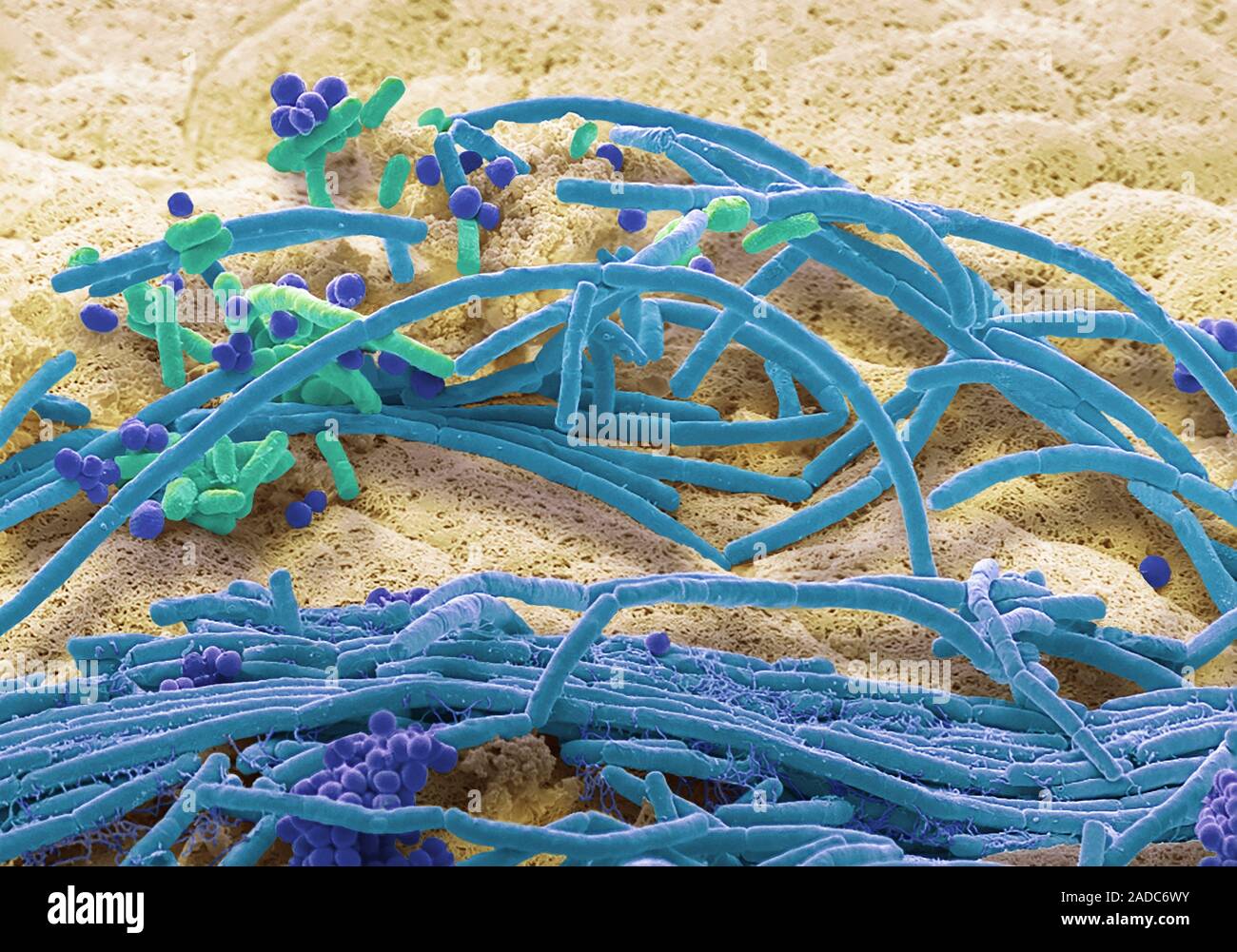 Microbiome. Coloured scanning electron micrograph (SEM) of bacteria ...