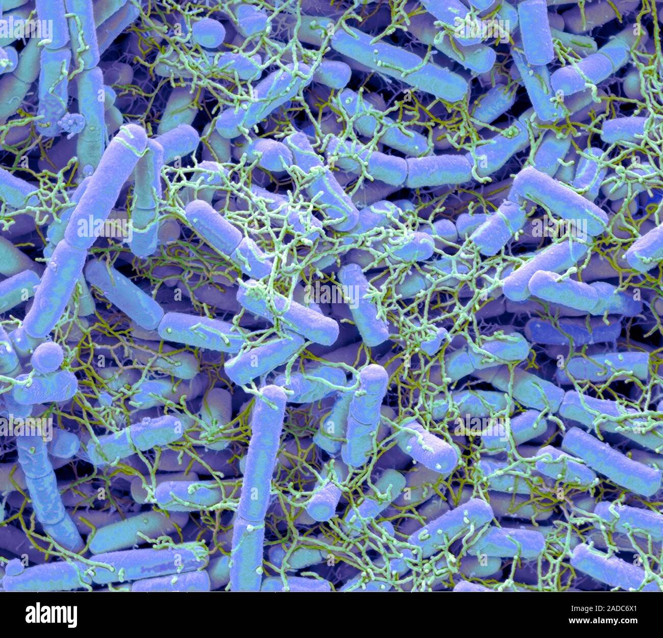 Microbiome. Coloured scanning electron micrograph (SEM) of bacteria ...