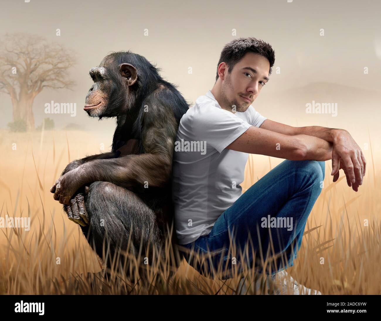 Chimpanzee-human ancestry. Conceptual image of a chimpanzee (Pan ...