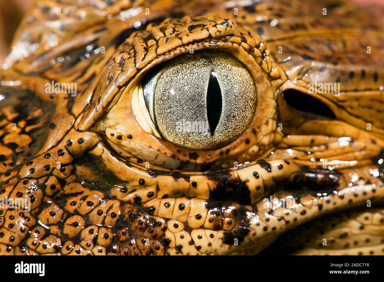 Close-up of the eye of a young broad-snouted caiman (Caiman latirostris ...