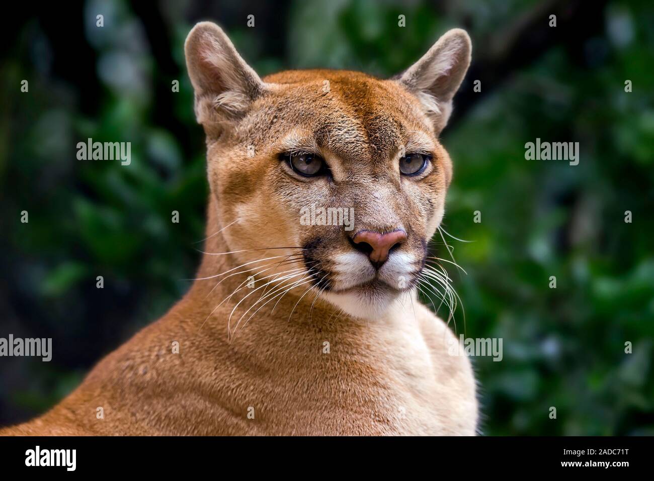 Cougar (Puma concolor), photographed in Goiais, Brazil. Cerrado Biome ...