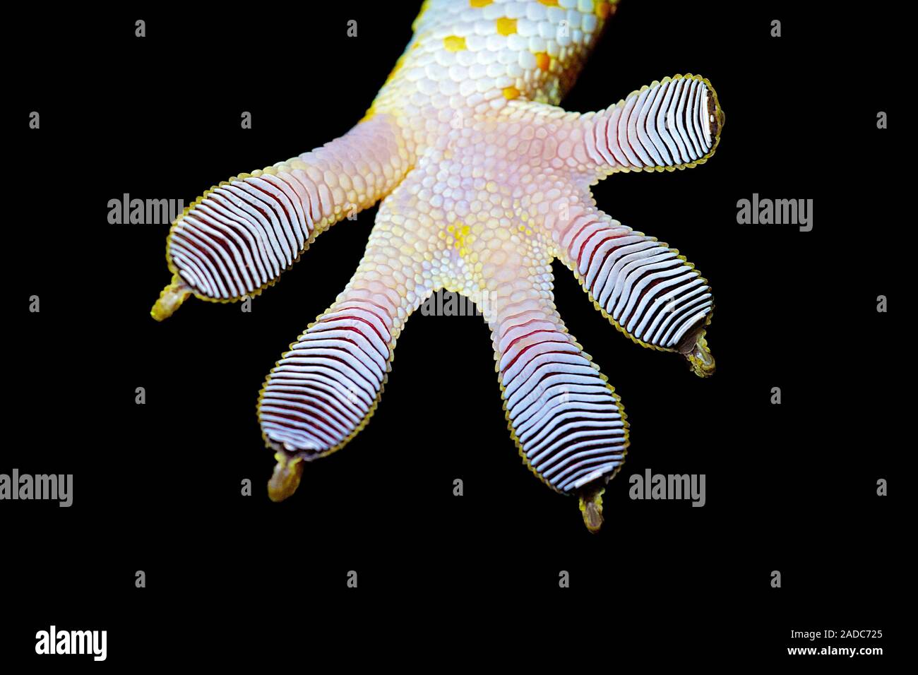 The tokay gecko (Gekko gecko) is a nocturnal arboreal gecko. Its native ...