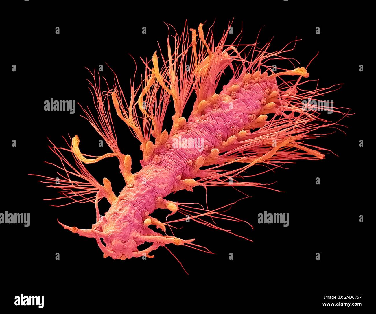 Polychaete spionid larvae, scanning electron micrograph (SEM). Larva of ...