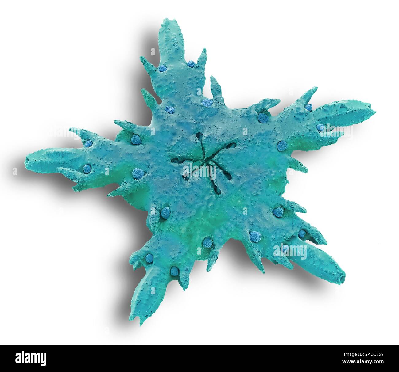 Juvenile starfish. Scanning electron micrograph (SEM) of an early ...