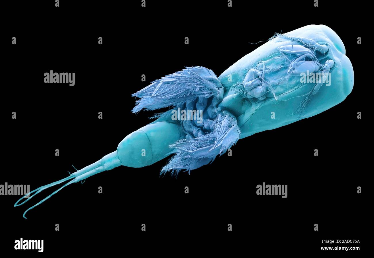 Corycaeus. Coloured scanning electron micrograph (SEM) of the copepod ...