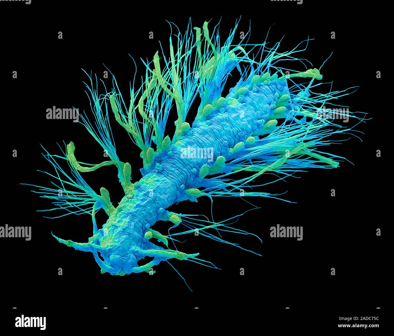 Polychaete spionid larvae, scanning electron micrograph (SEM). Larva of ...