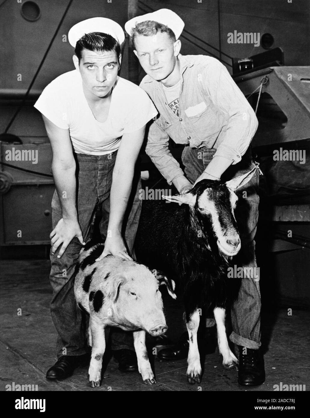 Test animals after 1946 atomic bomb test. US Navy seaman apprentices ...