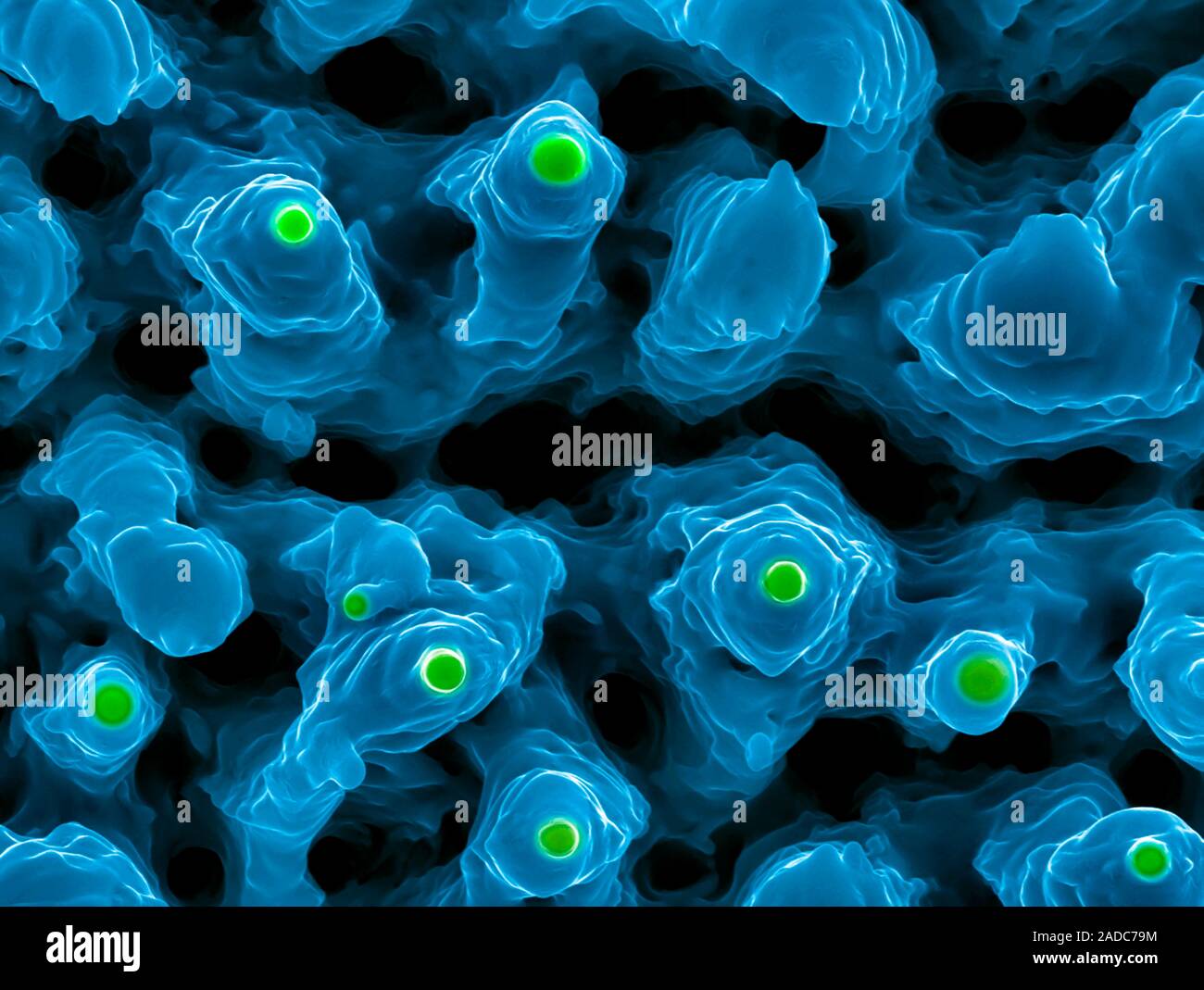 Columnar structures on tin. Coloured scanning electron micrograph (SEM ...