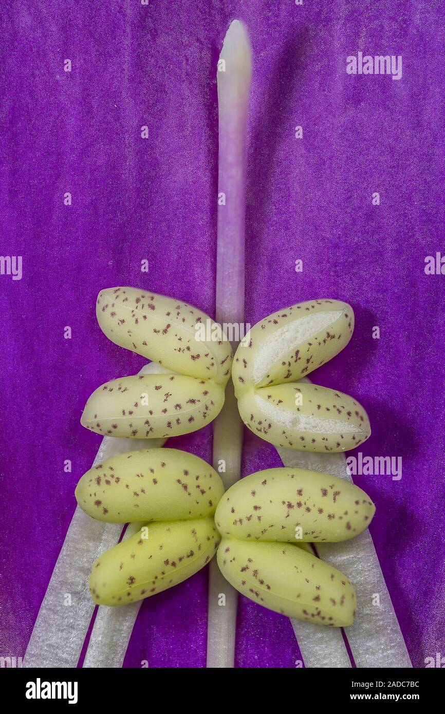 Light micrograph of the central region of a foxglove (Digitalis ...