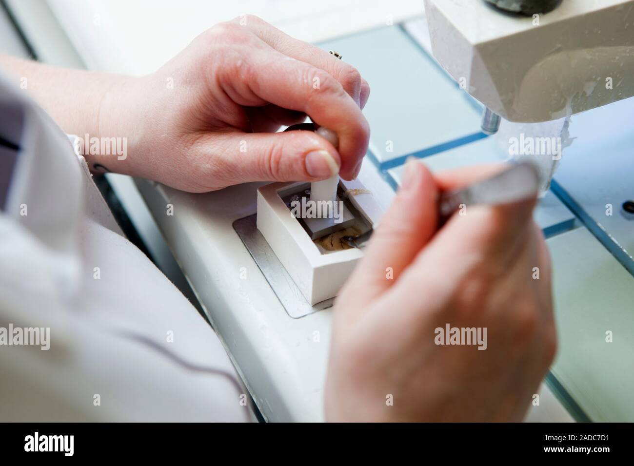 Brain specimen preparation. Close-up of a forensic laboratory ...