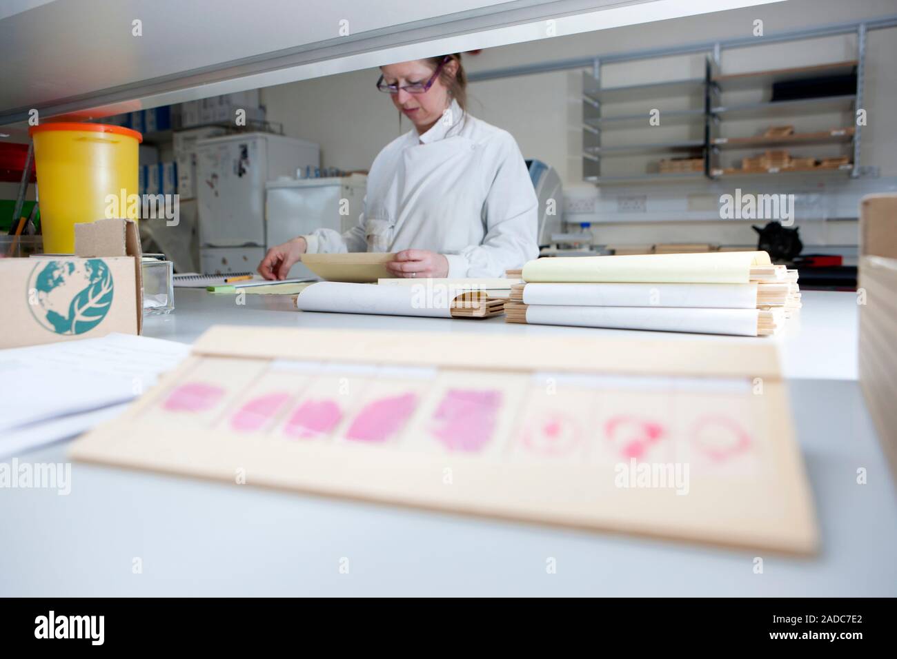 Dyed brain and tissue specimens. Forensic laboratory technician ...