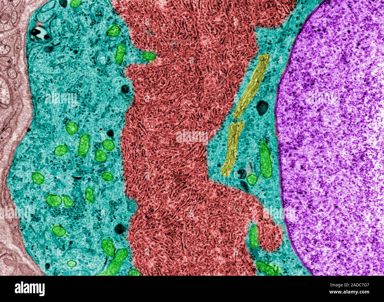 False colour transmission electron micrograph (TEM) showing the nucleus ...