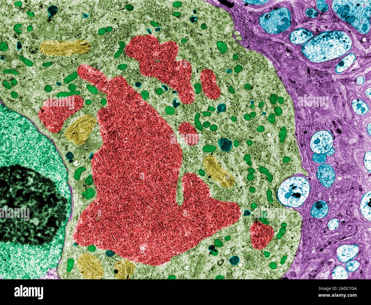False colour transmission electron micrograph (TEM) showing the cell ...
