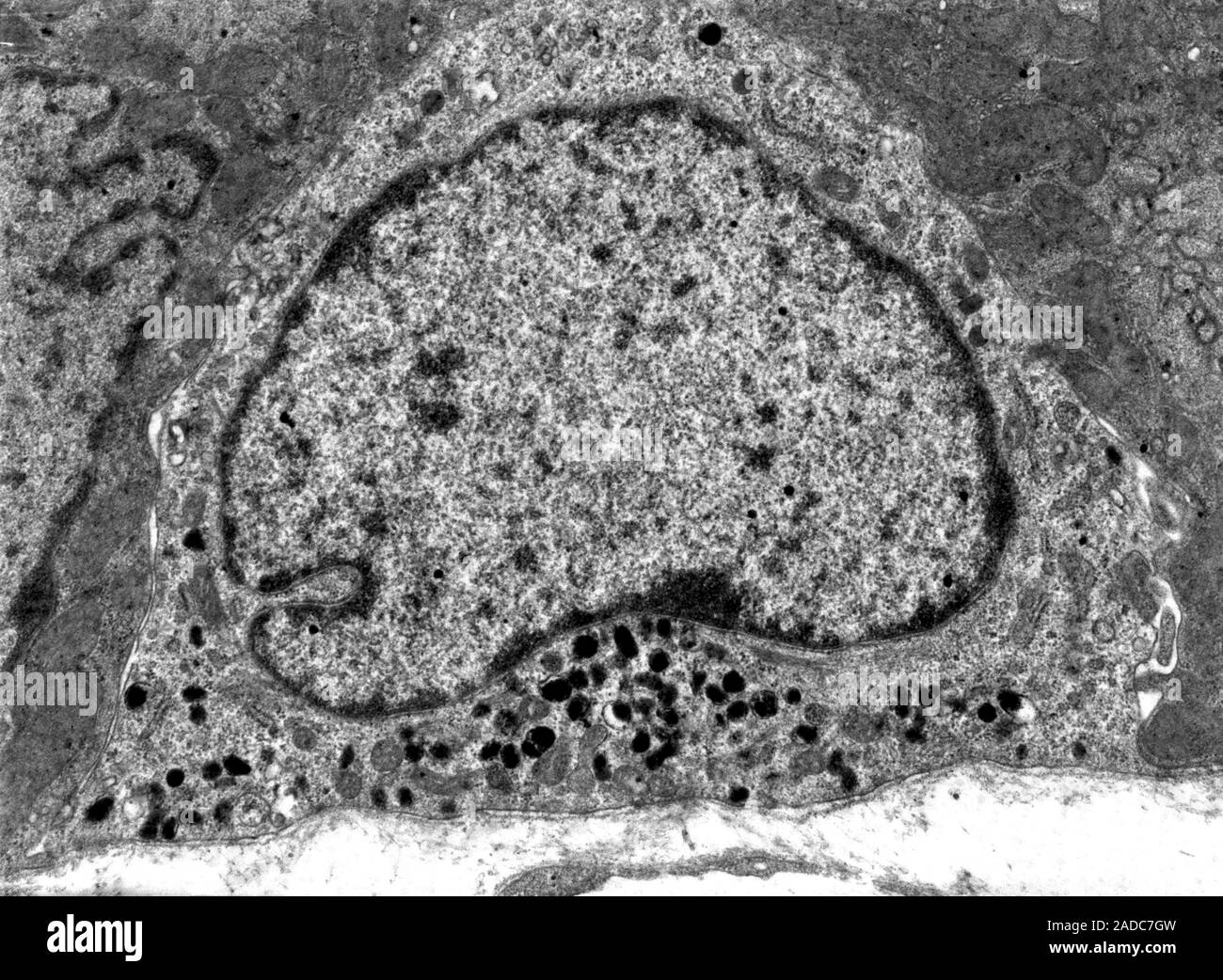 Transmission electron micrograph (TEM) of a gastrin-secreting G cell of ...