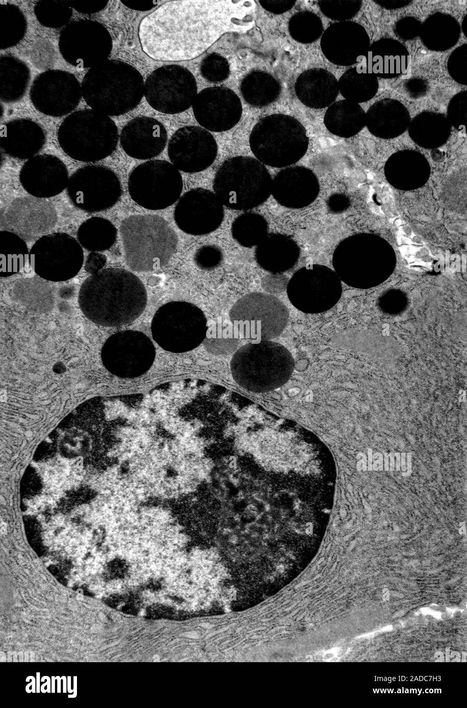 Transmission electron micrograph (TEM) of a protein secretory cell, or ...