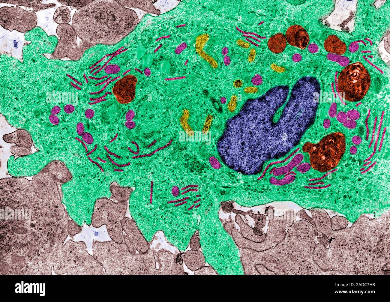 False colour transmission electron micrograph (TEM) showing the ...