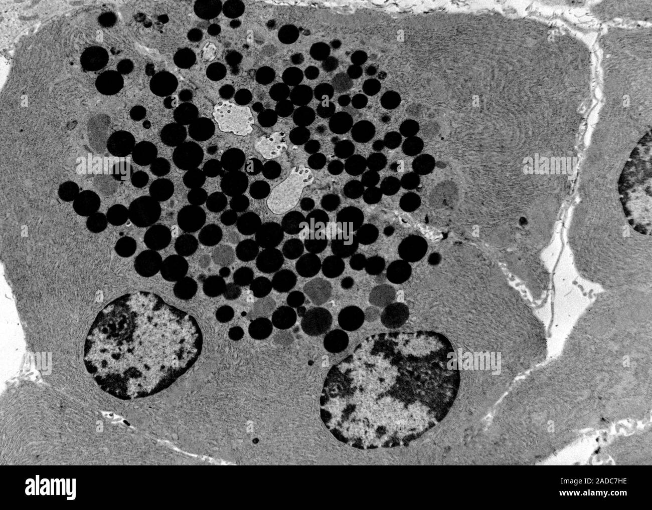 Transmission electron micrograph (TEM) showing a serous acinus. Several ...