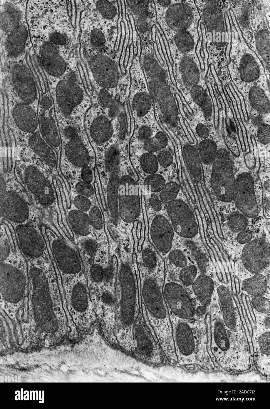 Transmission electron micrograph (TEM) of a kidney convoluted tubule ...