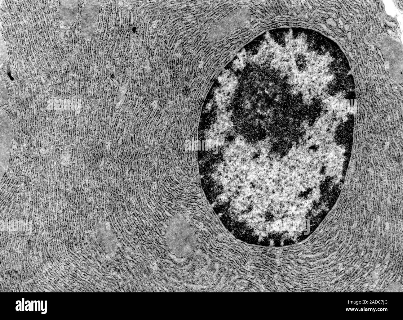 Transmission electron micrograph (TEM) showing the nucleus (with a large nucleolus) and the ...