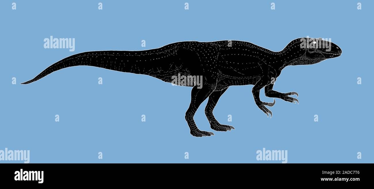 Megaraptor dinosaur, illustration. Megaraptor fossils have been found ...