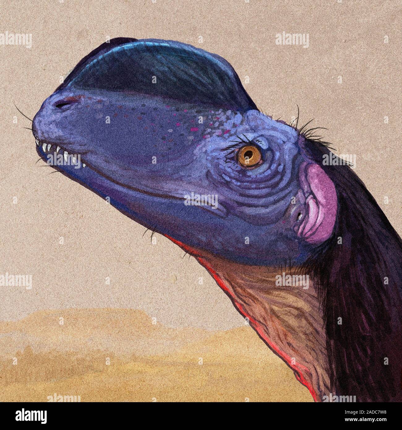 Dilophosaurus sinensis dinosaur, illustration. This dinosaur is also ...