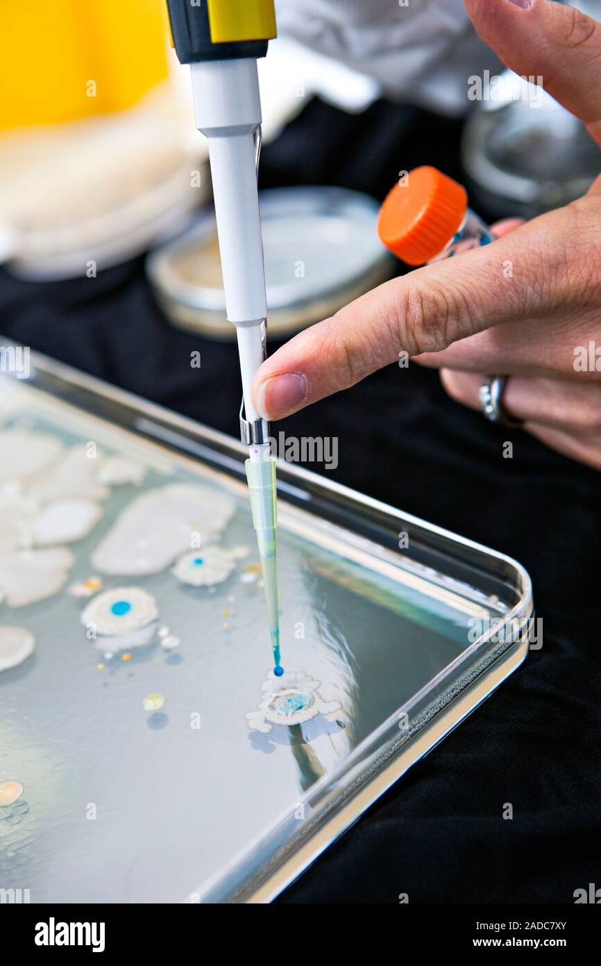 Bacterial hydrophobicity test. Close-up of a microbiologist using a ...