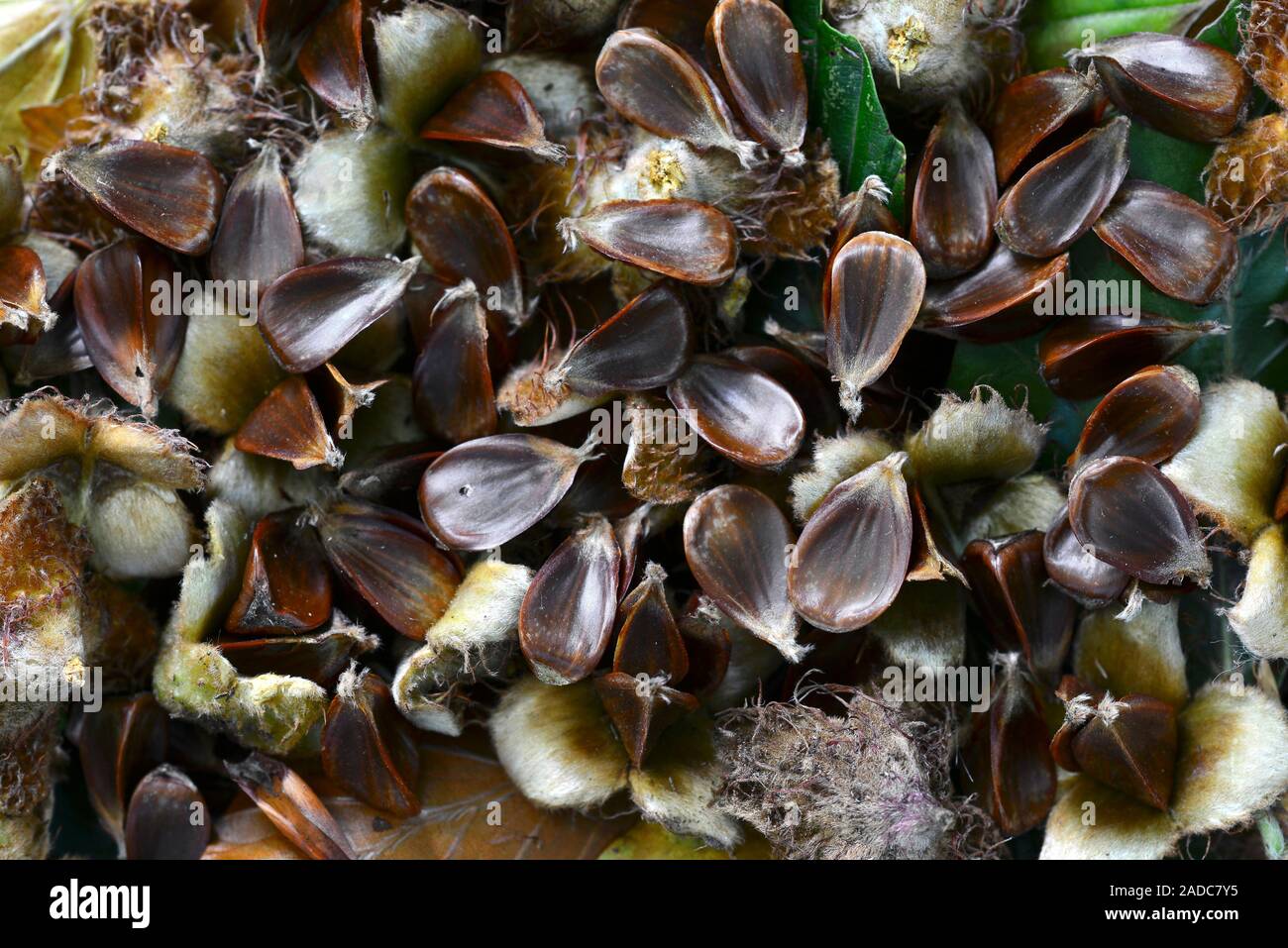 Fallen beech nuts on a forest floor. These nuts, also called beech mast ...