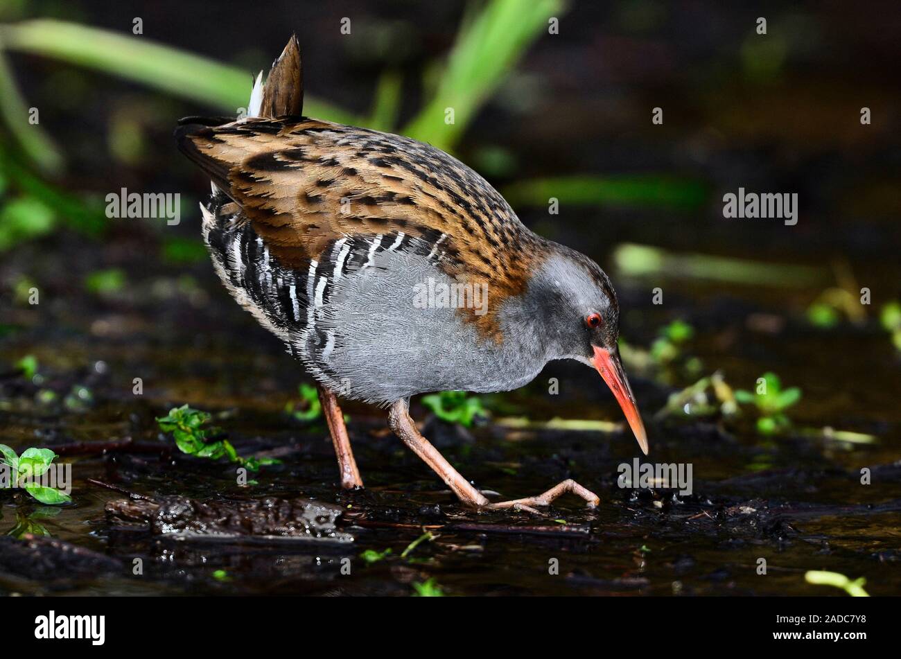 Water rail (Rallus aquaticus) foraging in a waterlogged area. This ...