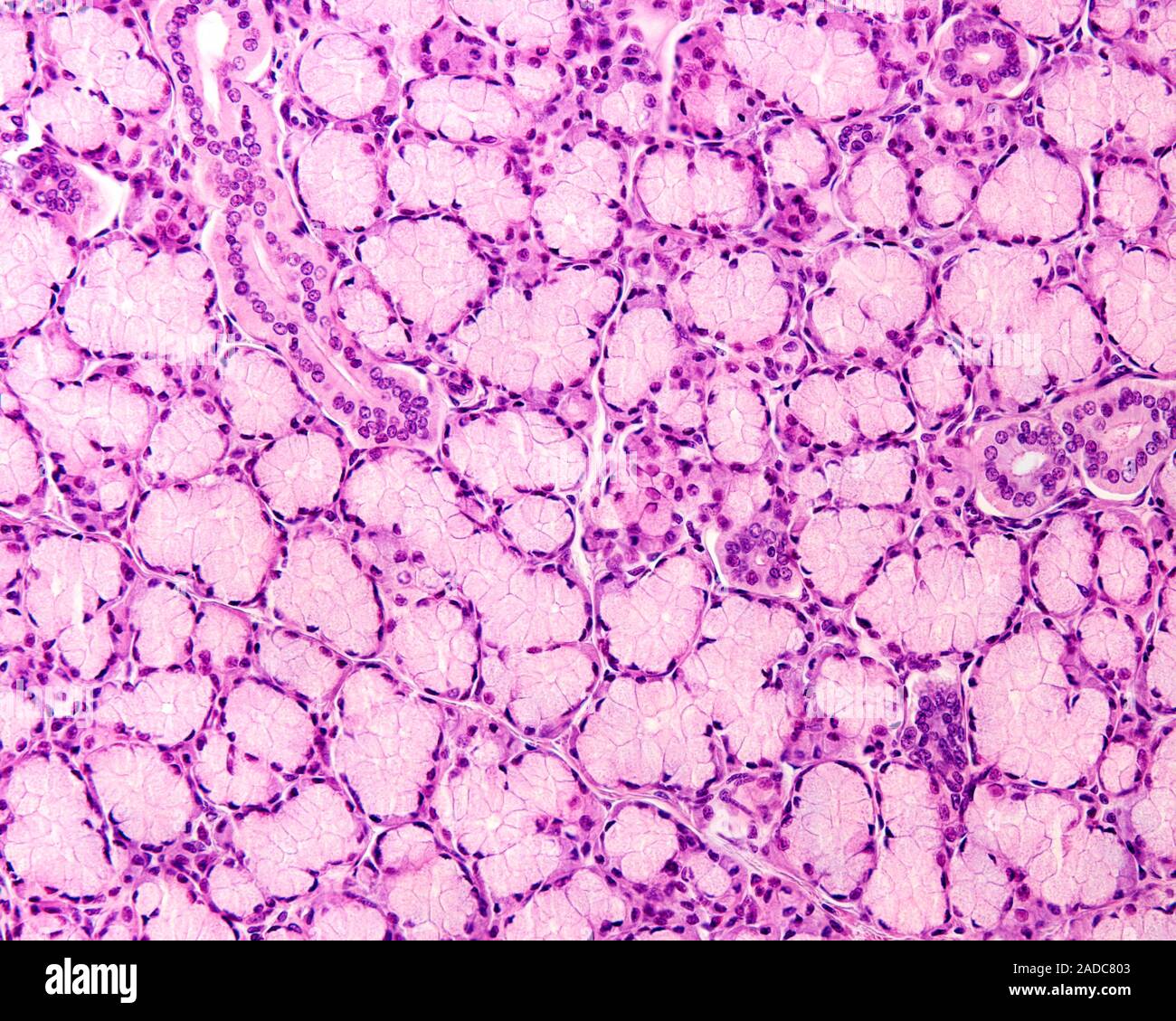 Light micrograph of mucous tubulo-acini of a human sublingual salivary ...