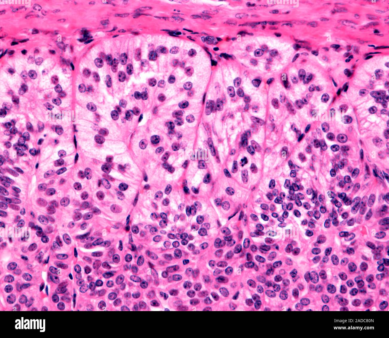 Zona glomerulosa of the adrenal cortex, light micrograph. The cells of ...
