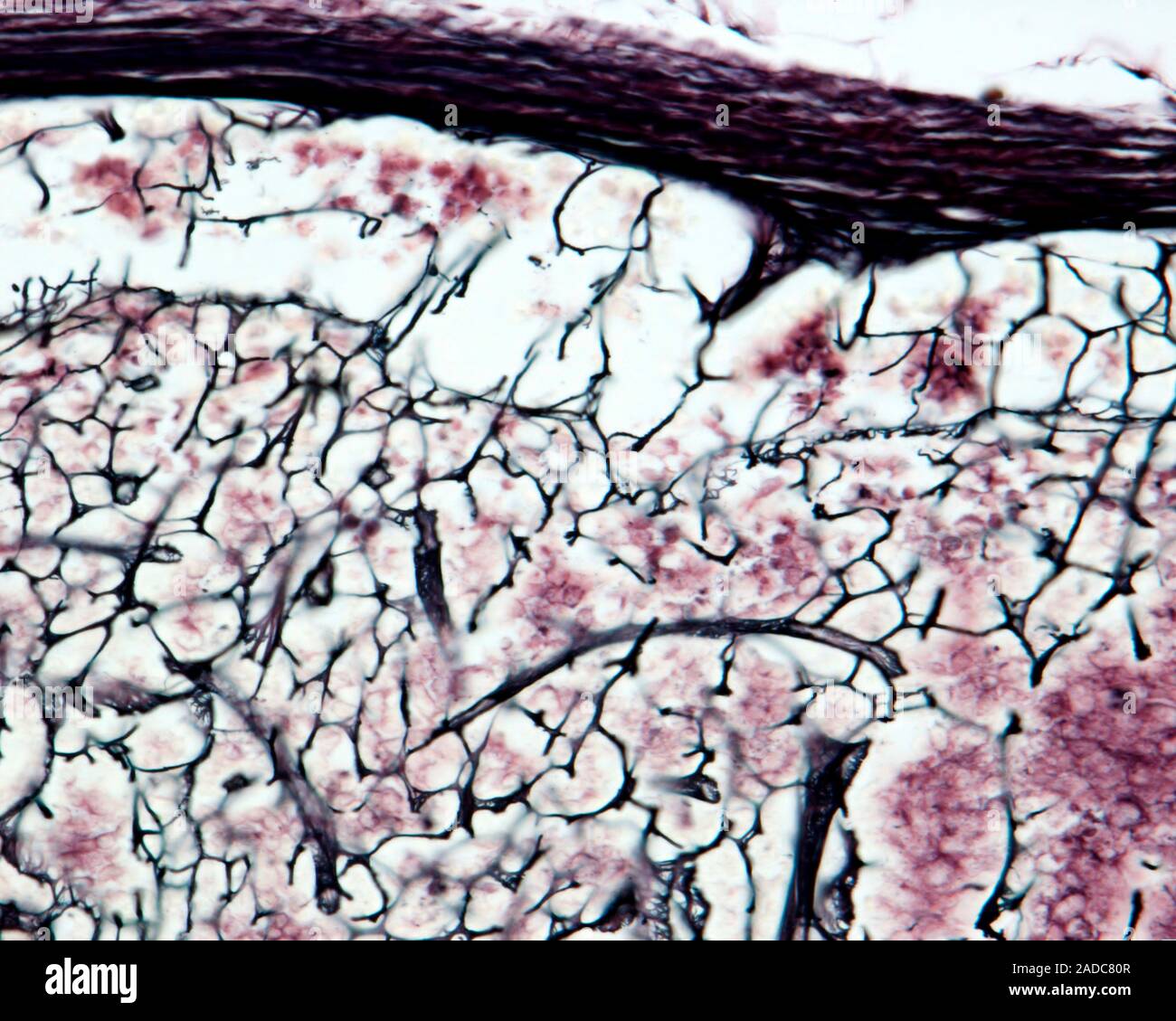 Light micrograph of the peripheral cortex of a lymph node stained with ...