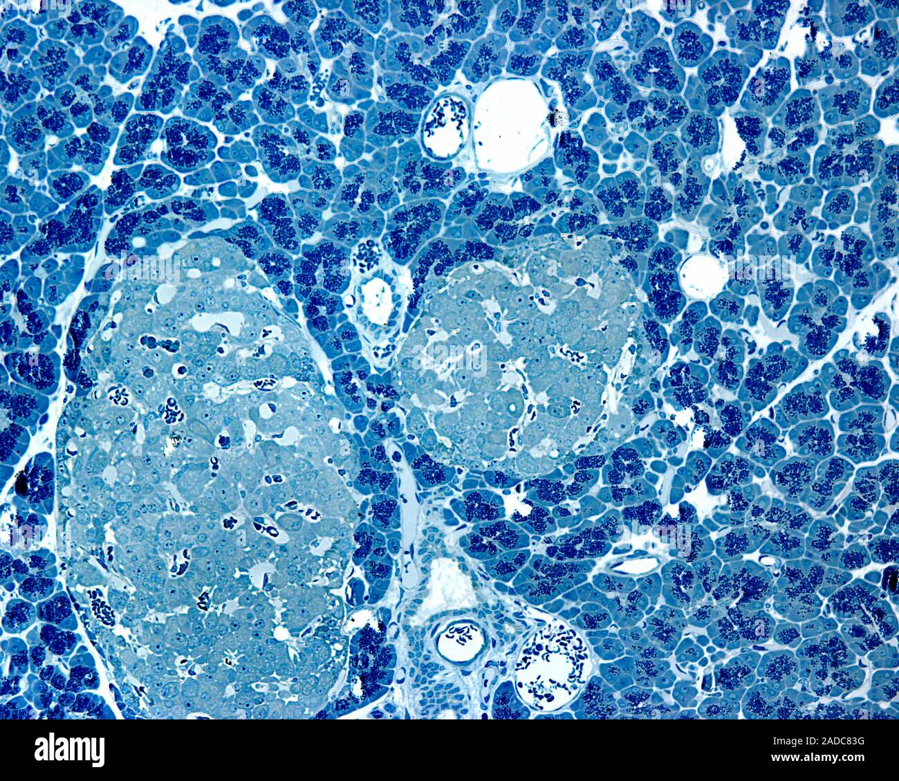 Two islets of Langerhans surrounded by exocrine acini. Semi-thin ...