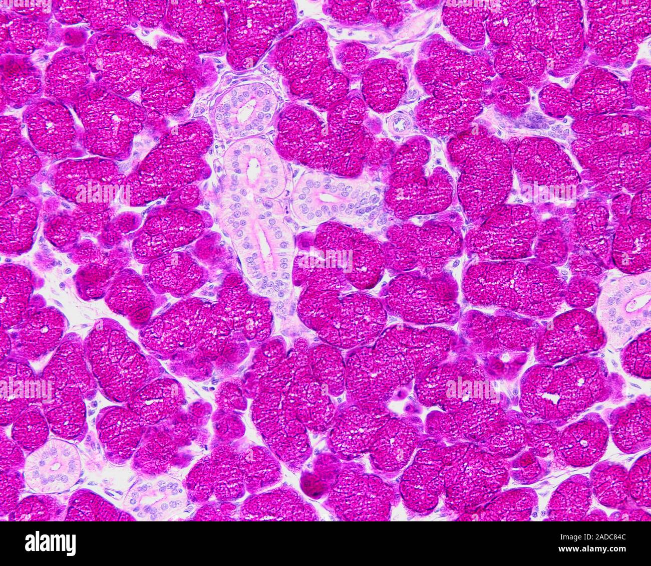 Light micrograph of mucous tubulo-acini of the sublingual gland stained ...