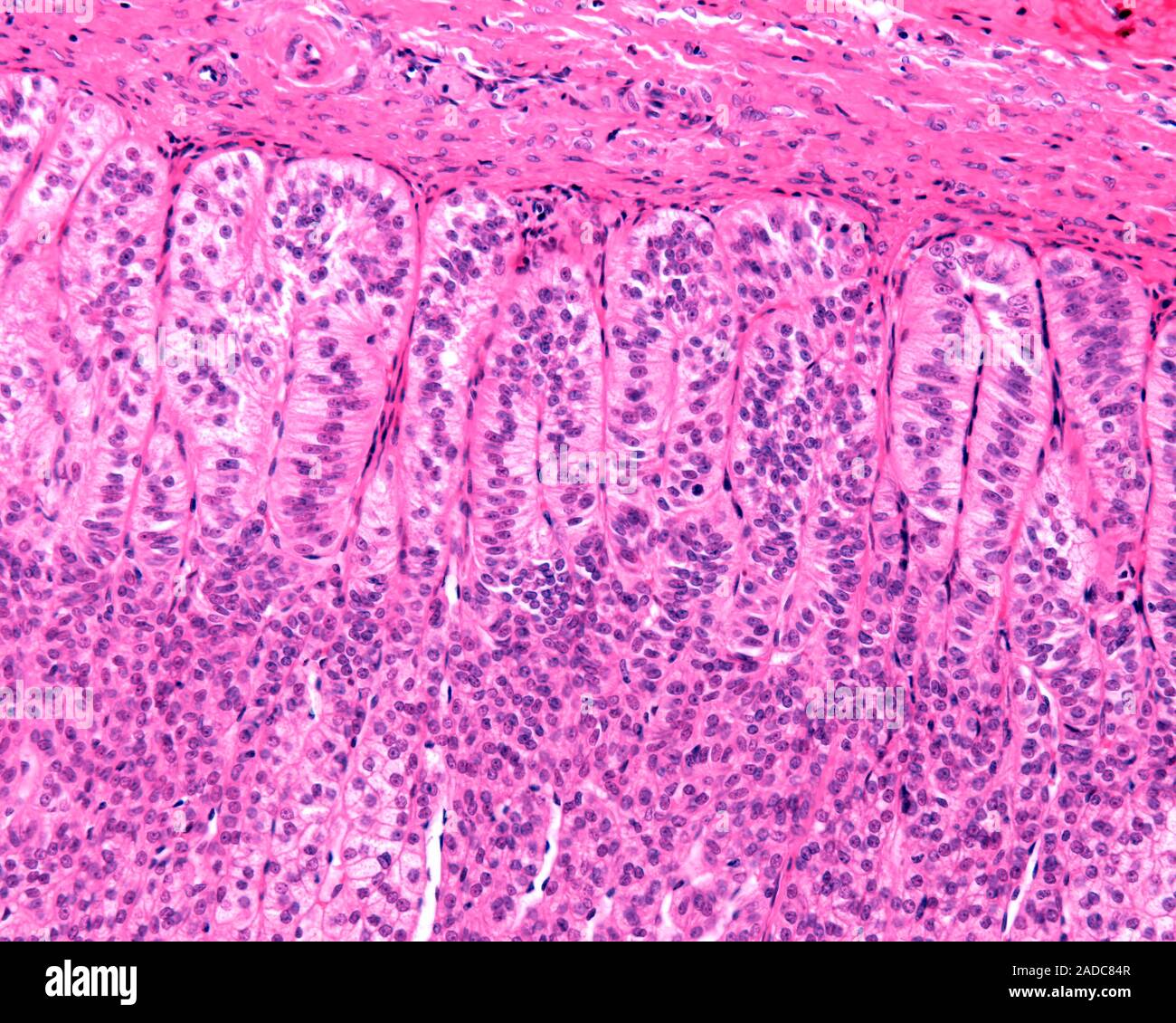 Light micrograph of the zona glomerulosa of the adrenal cortex. The ...