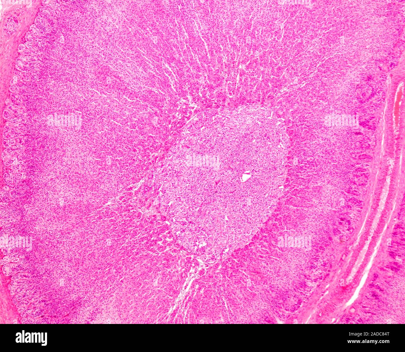 Low magnification light micrograph showing the cortex and medulla of a ...