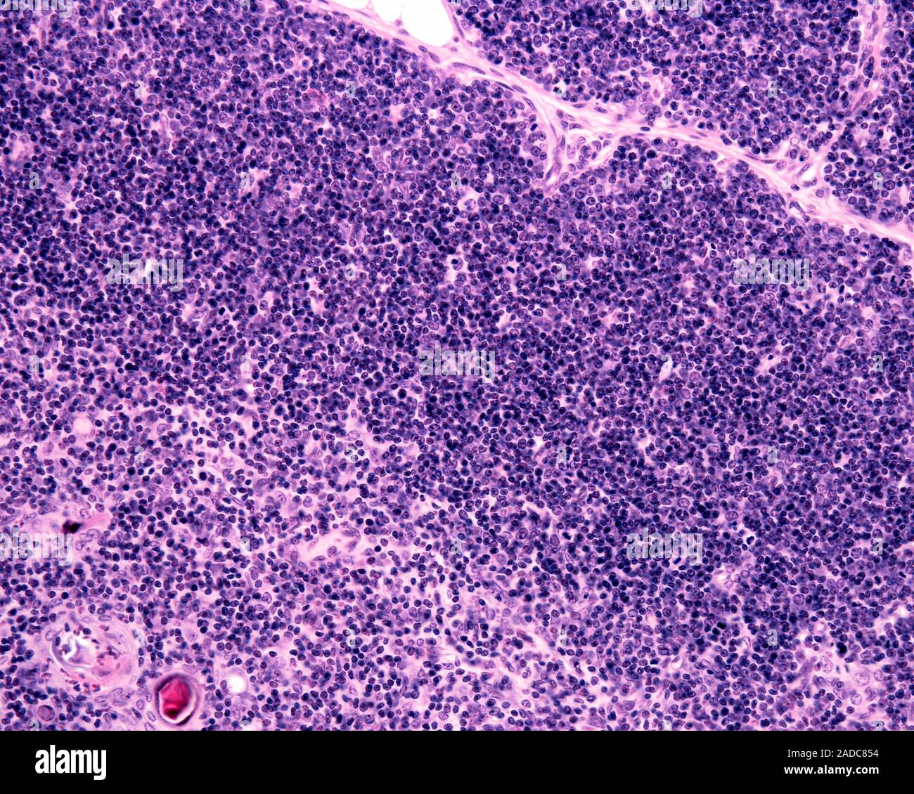 Thymus cortex, light micrograph. The thymus cortex has a homogenous ...