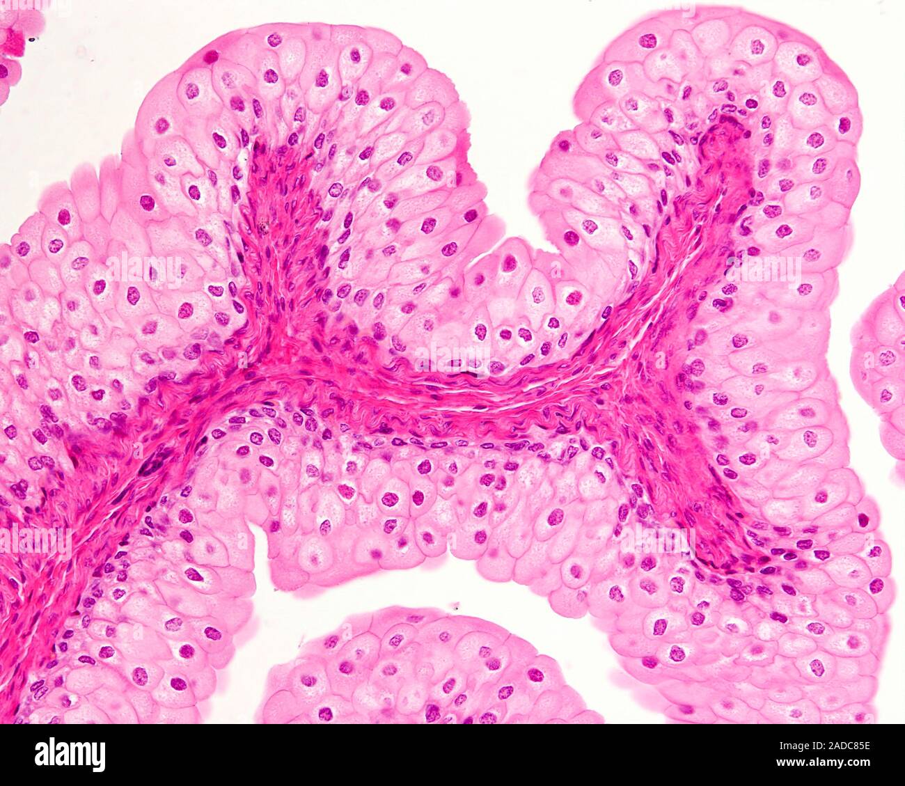 Light micrograph of one of the mucosal folds that appear in an empty ...