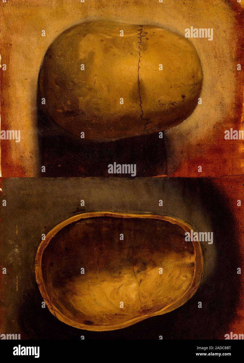 Anatomical plates relative to the head, from Tabulae anatomicae ...